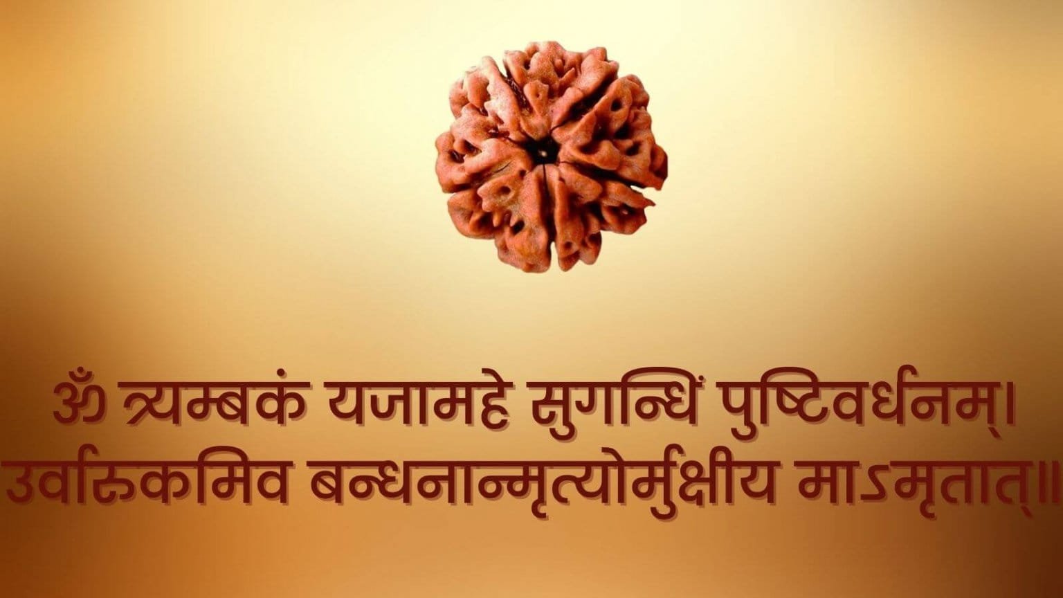 Most powerful Five mukhi rudraksha, Benefits, Importance, Rules