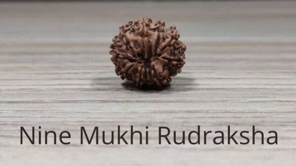 Most powerful Five mukhi rudraksha, Benefits, Importance, Rules