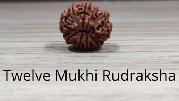 14 Mukhi rudraksha: Most powerful and Strongest Rudraksha