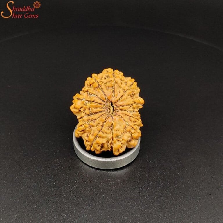 Natural And Certified 13 Mukhi/Face Loose Rudraksha | Origin Of Nepal