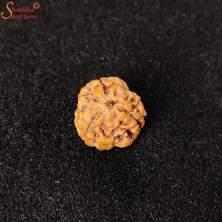 19 MM 3 Mukhi Rudraksha - Shraddha Shree Gems