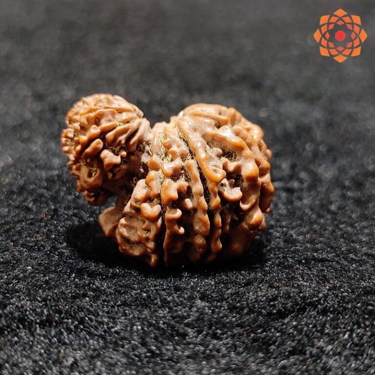 Nepali Garbh Gauri Rudraksha - Shraddha Shree Gems