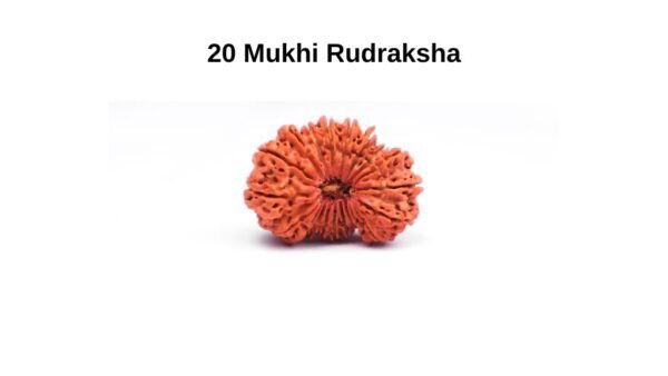 Top 5 Most Expensive Rudraksha