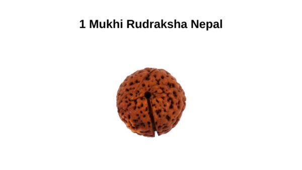 Top 5 Most Expensive Rudraksha