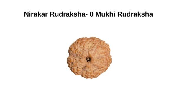 Top 5 Most Expensive Rudraksha