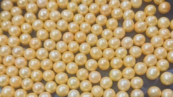 Golden Pearl: Explore the Benefits of Golden Variety - Best Gemstone ...